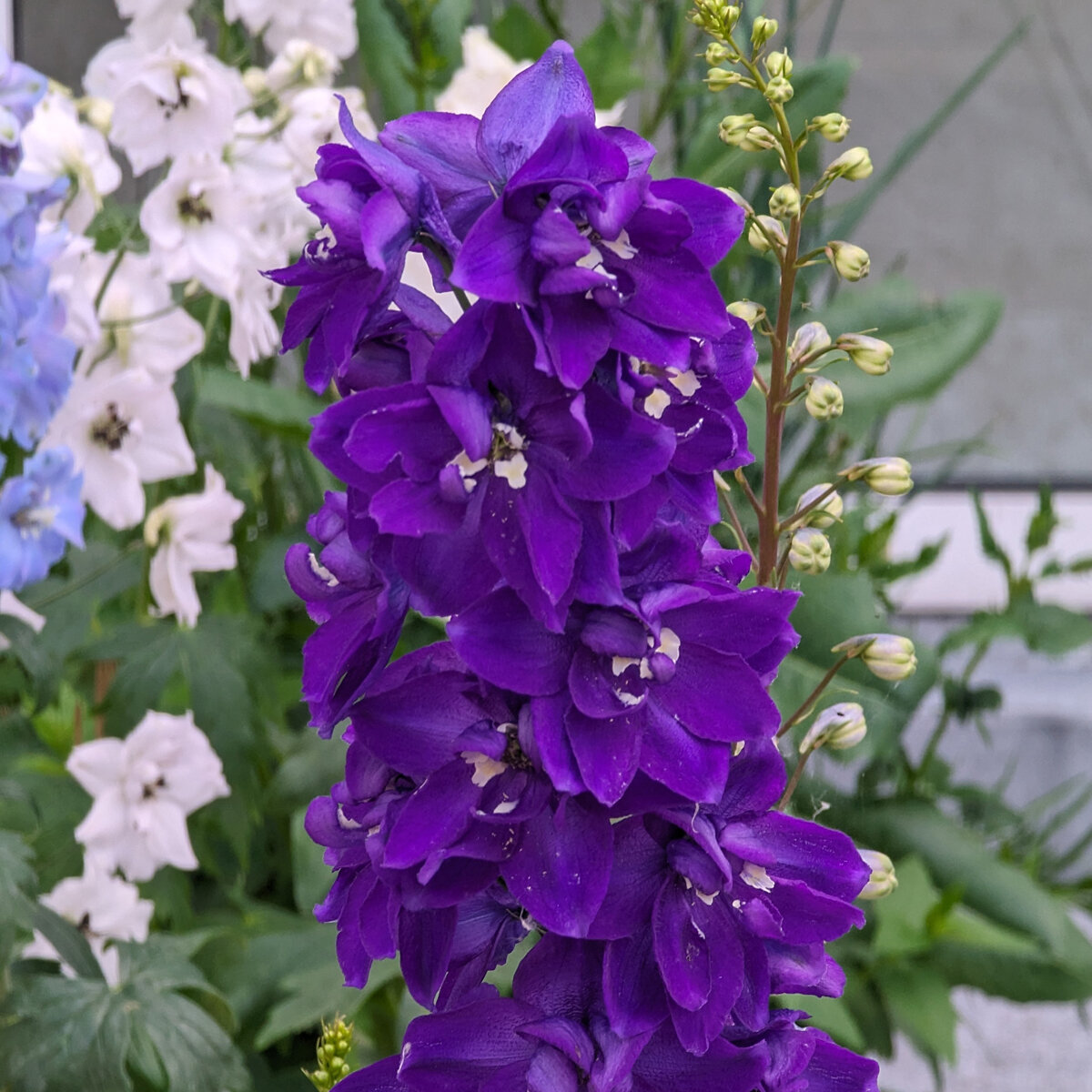 Pazifischer Hoher Rittersporn 'Magic Fountains-Dark Blue' (Delphinium cultorum) Samen