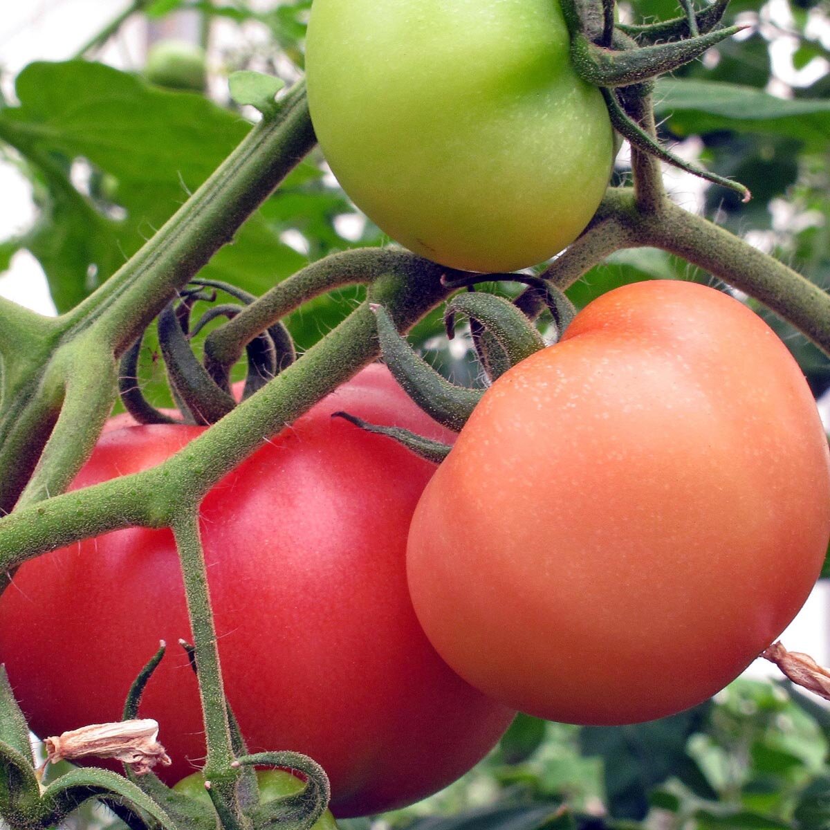 Tomate 'Berner Rose' (Solanum lycopersicum) Samen