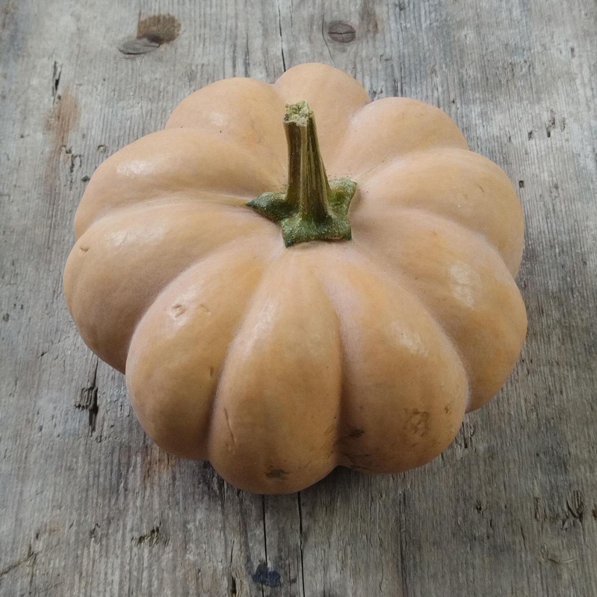 Muskatkürbis 'Muscade de Provence' (Cucurbita moschata) Samen