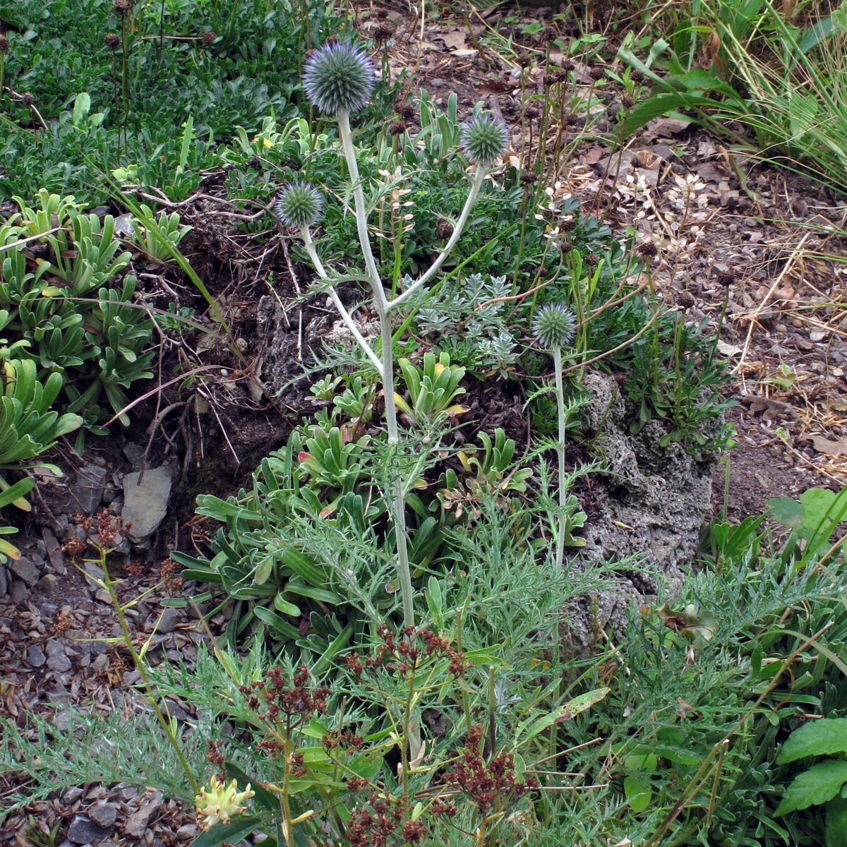 Blaue Kugeldistel (Echinops ritro) Samen