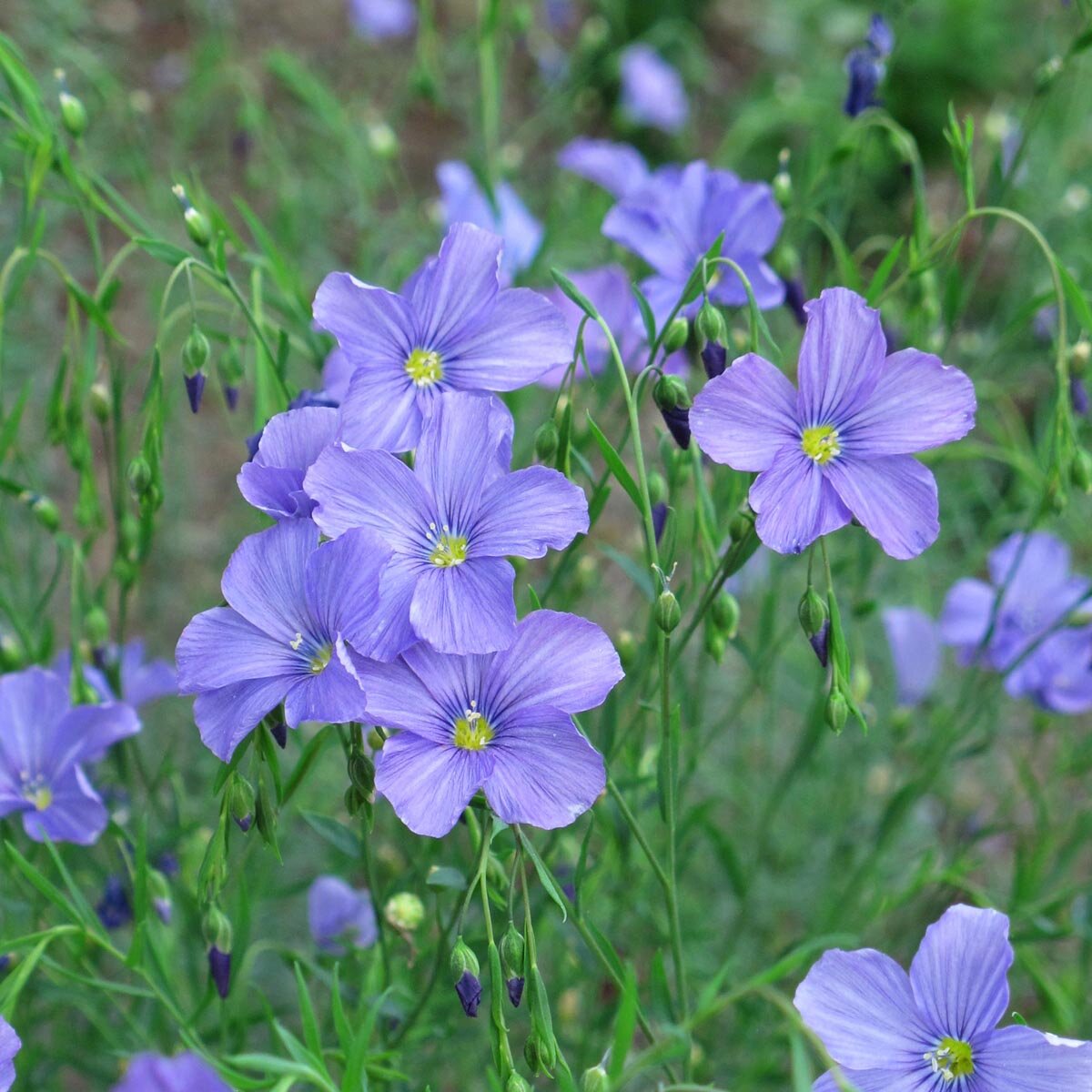 Stauden-Lein (Linum perenne) - ca. 50 Biosamen, mehrjährige Staude