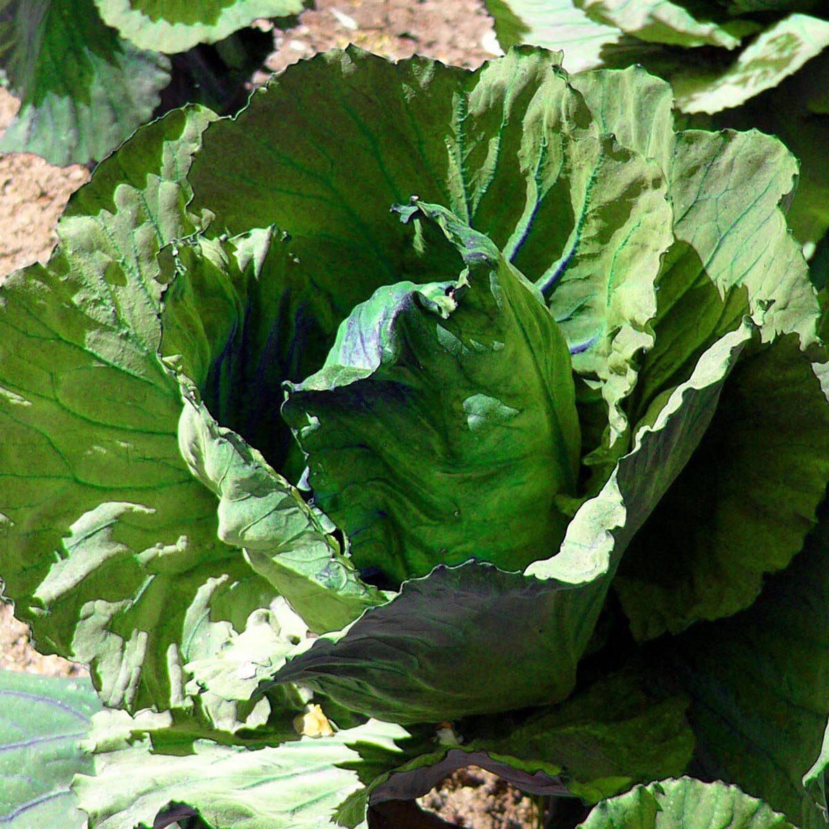 Weißkohl 'Marner Lagerweiß' (Brassica oleracea) Samen