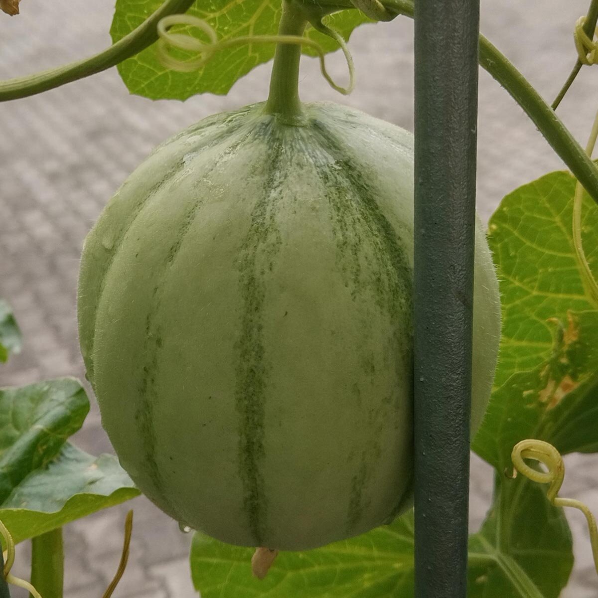 Melone 'Blenheim Orange' (Cucumis melo) Samen