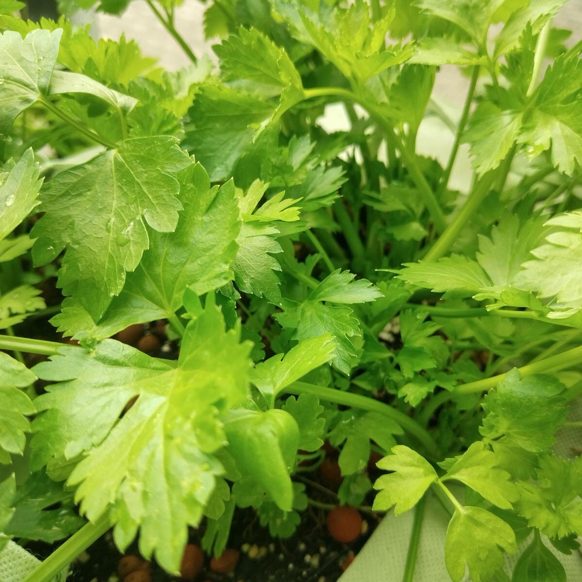 Chinesischer Sellerie 'Kintsai' (Apium graveolens) Samen