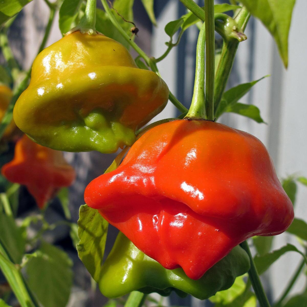Glockenchili 'Jamaican Bell' (Capsicum baccatum) Samen