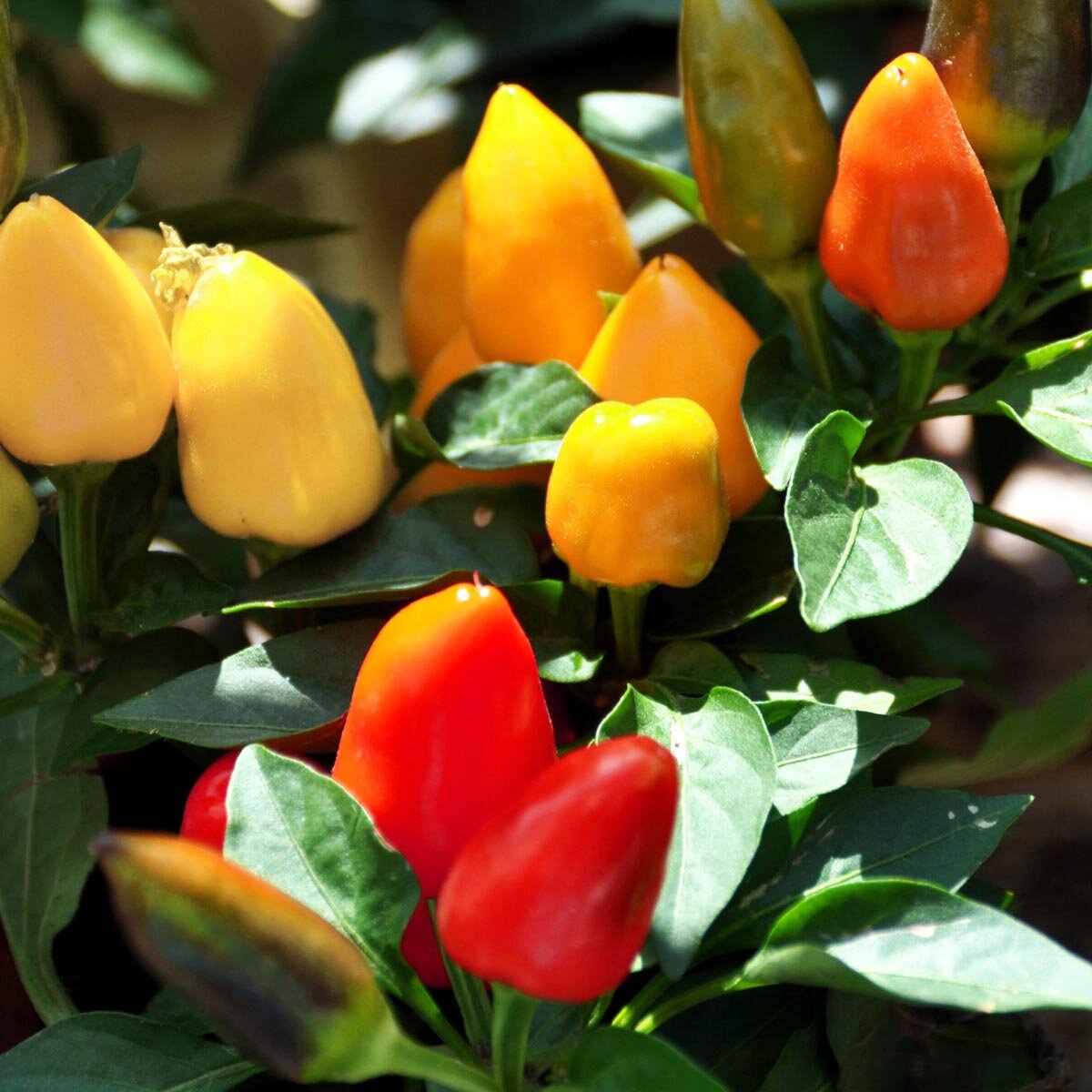 Asia-Chili 'Korean Hot' (Capsicum annuum) Samen