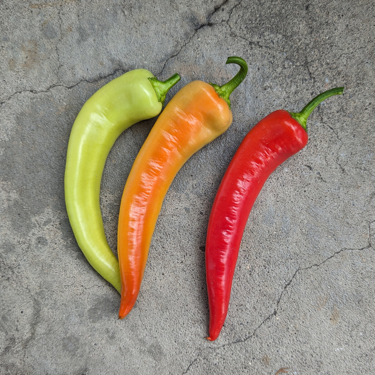 Gemüsechili 'Sweet Banana' (Capsicum annuum) Samen