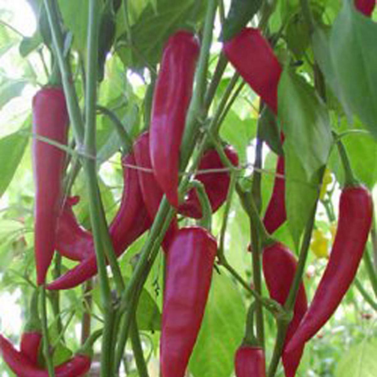 New Mex Aji Chili 'Colorado Picante' (Capsicum annuum) Samen