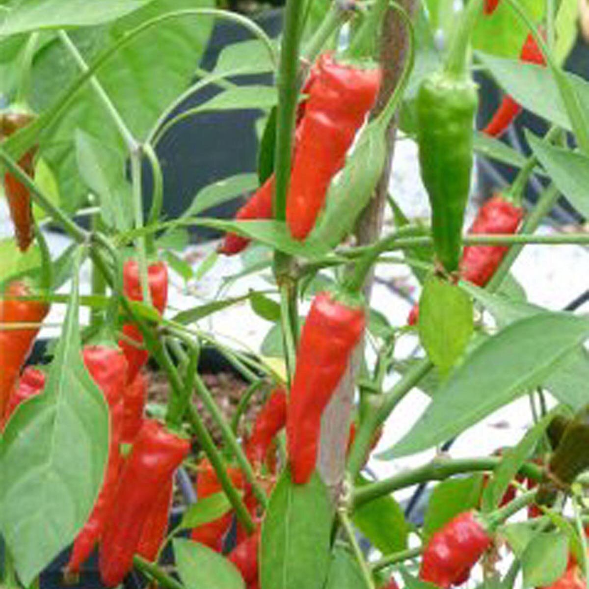 Baskischer Chili 'Gorria' (Capsicum annuum) Samen