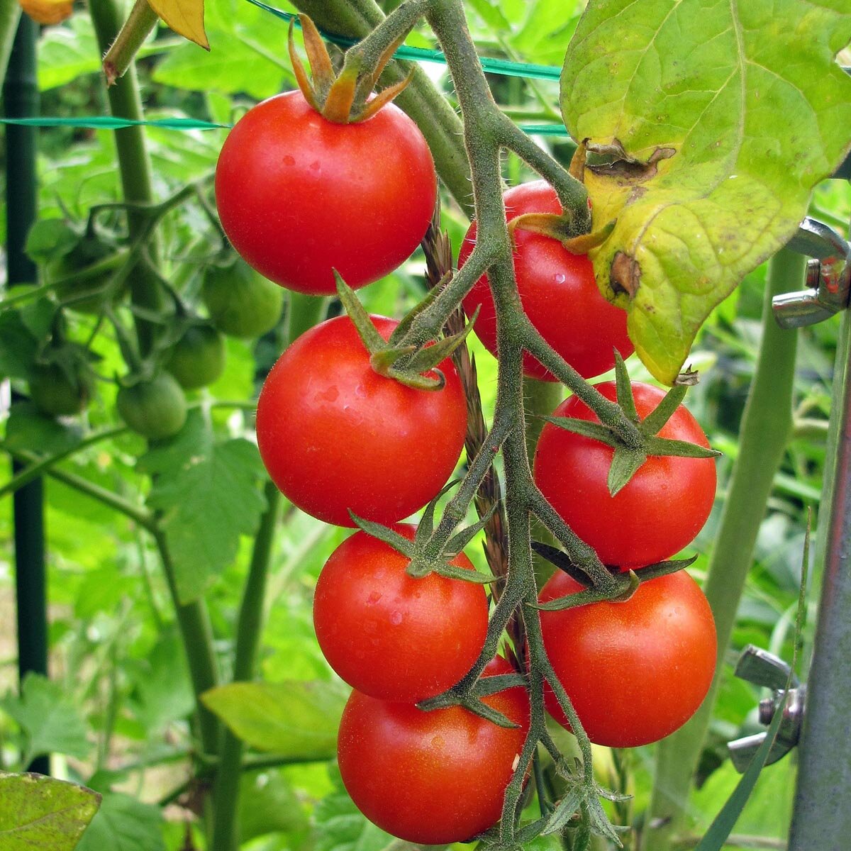 Kirschtomate 'Gardener's Delight' (Solanum lycopersicum) Samen