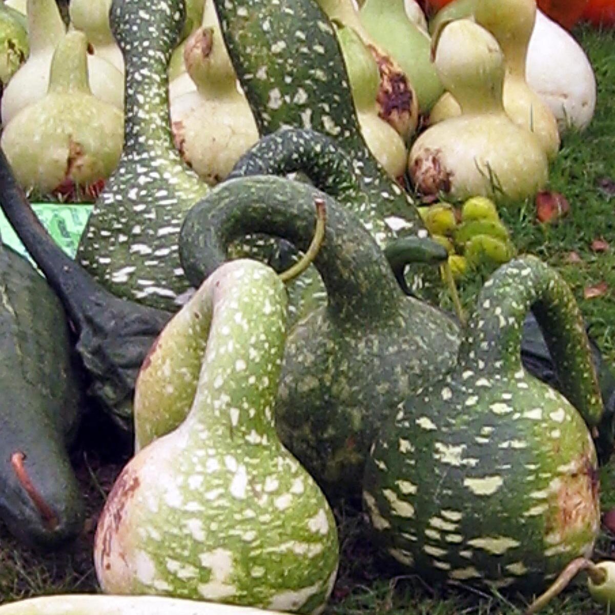 Flaschenkürbis / Kalebasse 'Dipper' (Lagenaria siceraria) Samen