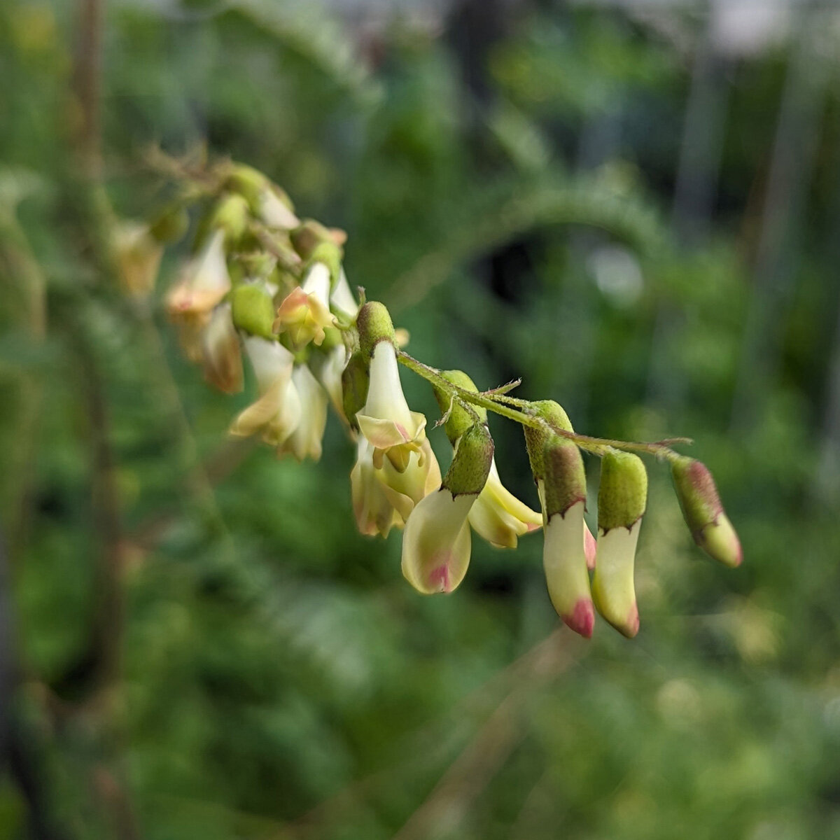 Chinesischer Tragant / Huang-Qi (Astragalus membranaceus) Samen