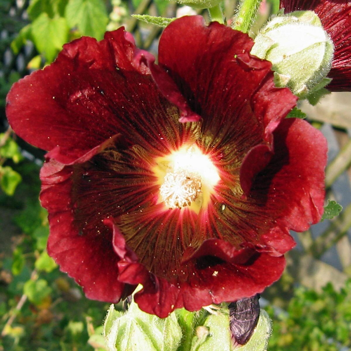 Schwarze Stockrose (Alcea rosea var. nigra) - ca. 40 Samen zweijährige ...