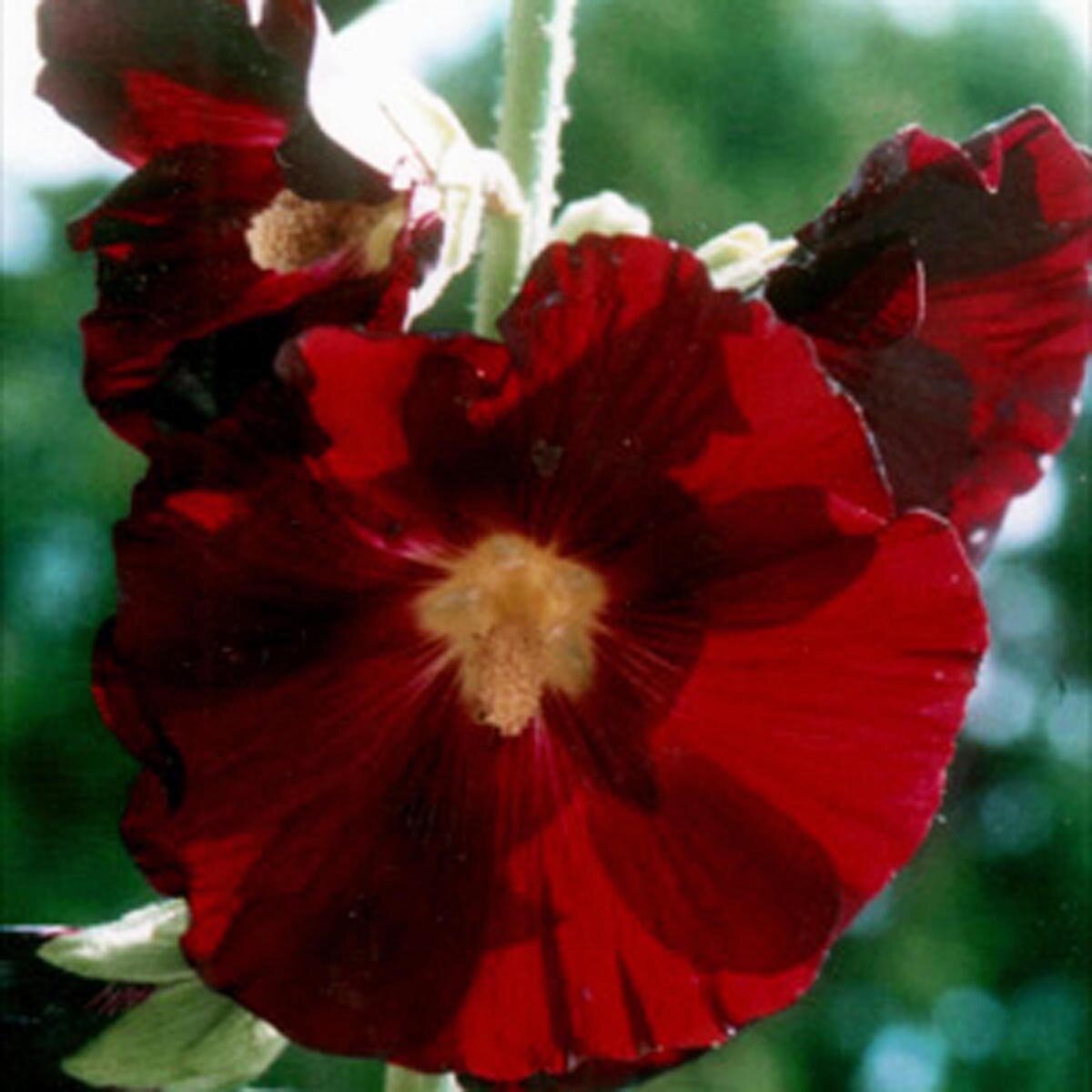 Schwarze Stockrose (Alcea rosea var. nigra) - ca. 40 Samen zweijährige ...