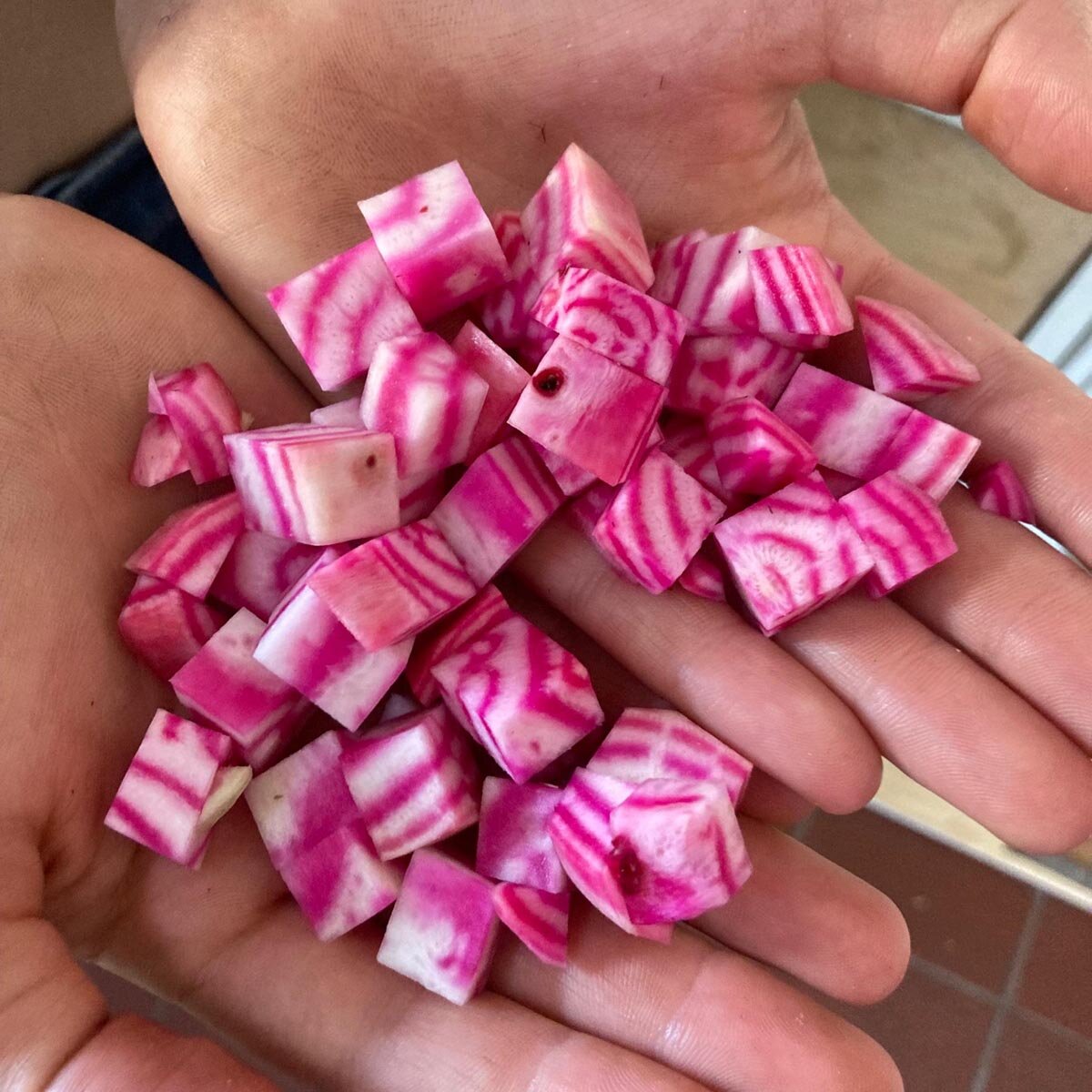 Geringelte Rote Bete 'Tonda di Chioggia' (Beta vulgaris) 100 Samen Rote ...