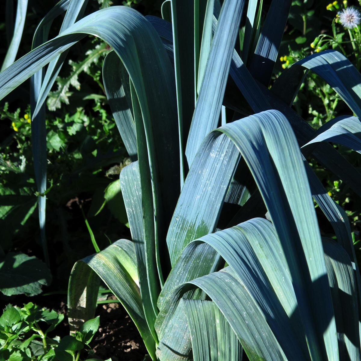Porree 'Blaugrüner Winter' (Allium porrum) Bio - ca. 300 Samen