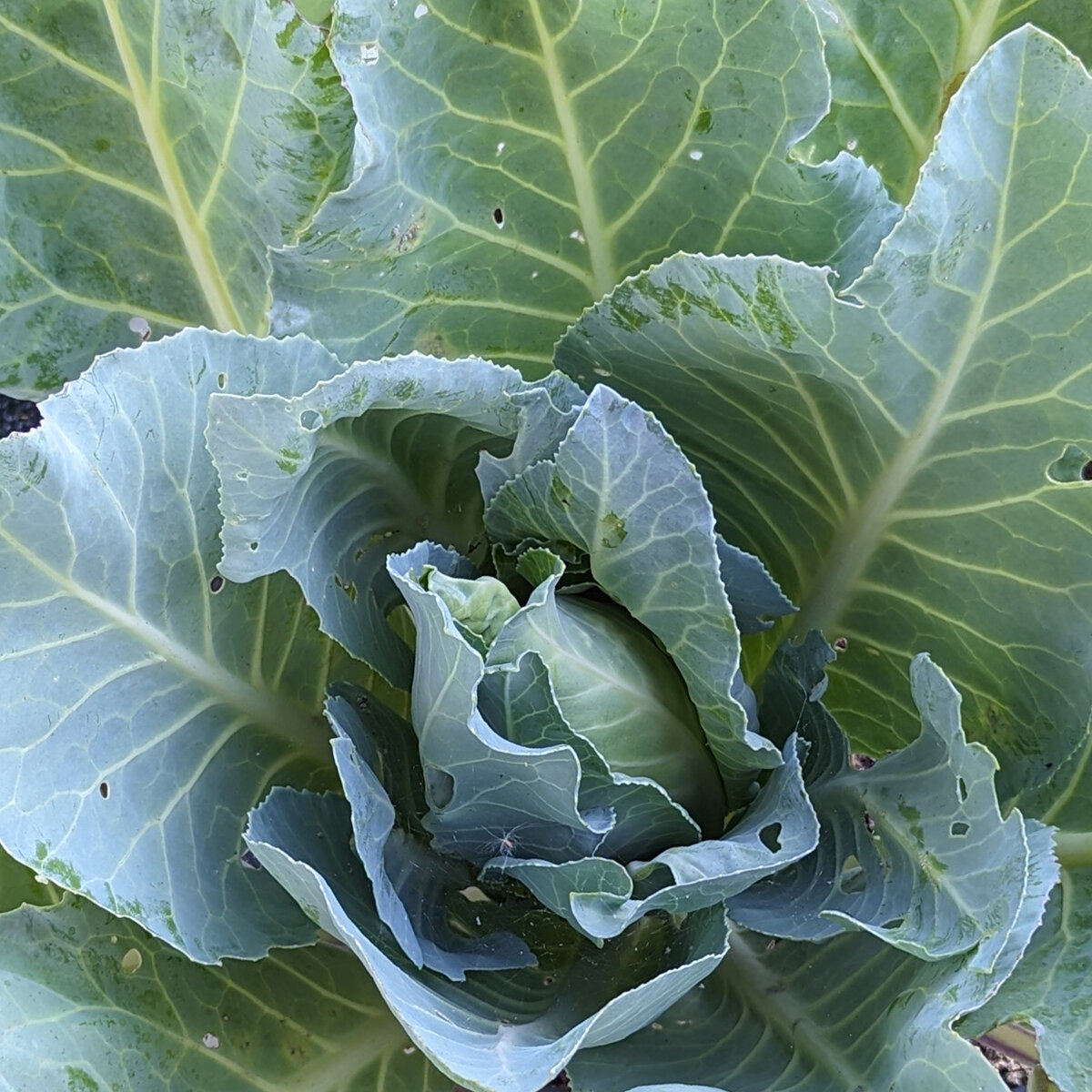 Spitzkohl 'Filderkraut' (Brassica oleracea) Samen