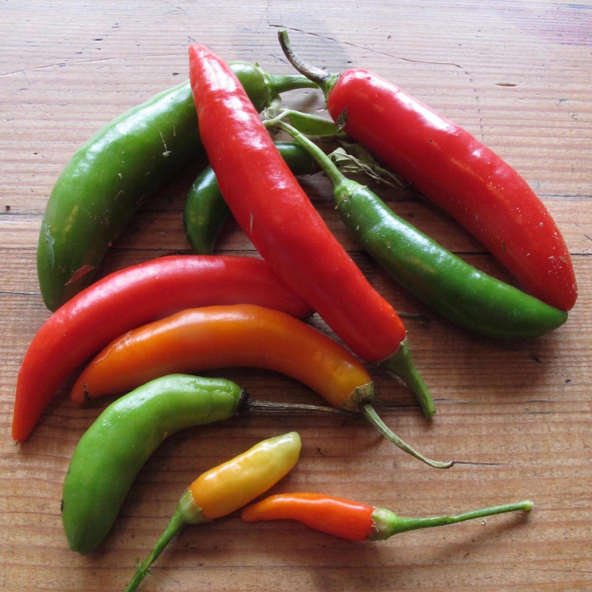 Chili 'Tabasco' (Capsicum frutescens) - ca. 10 Samen