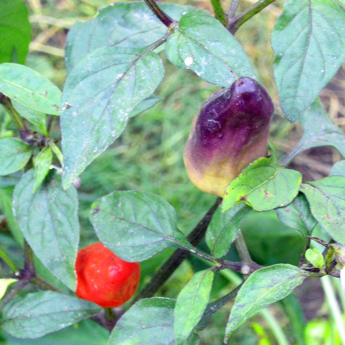 Chili 'Numex Twilight' (Capsicum frutescens) - ca. 10 Samen