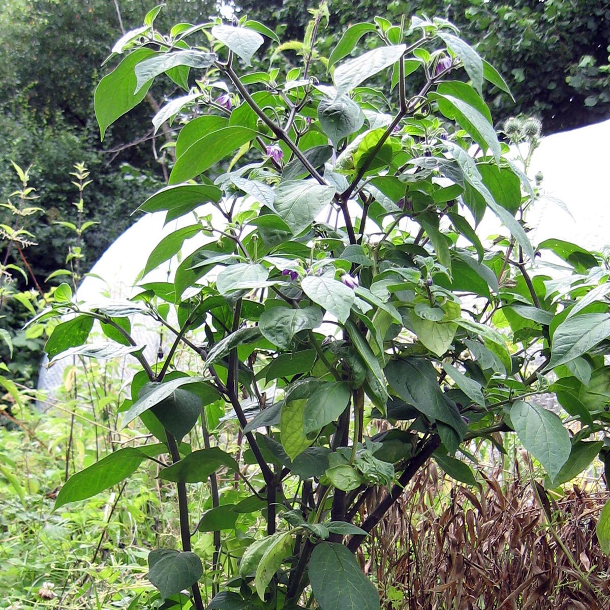 Baumchili 'Rocoto' (Capsicum pubescens) - ca. 5 Samen
