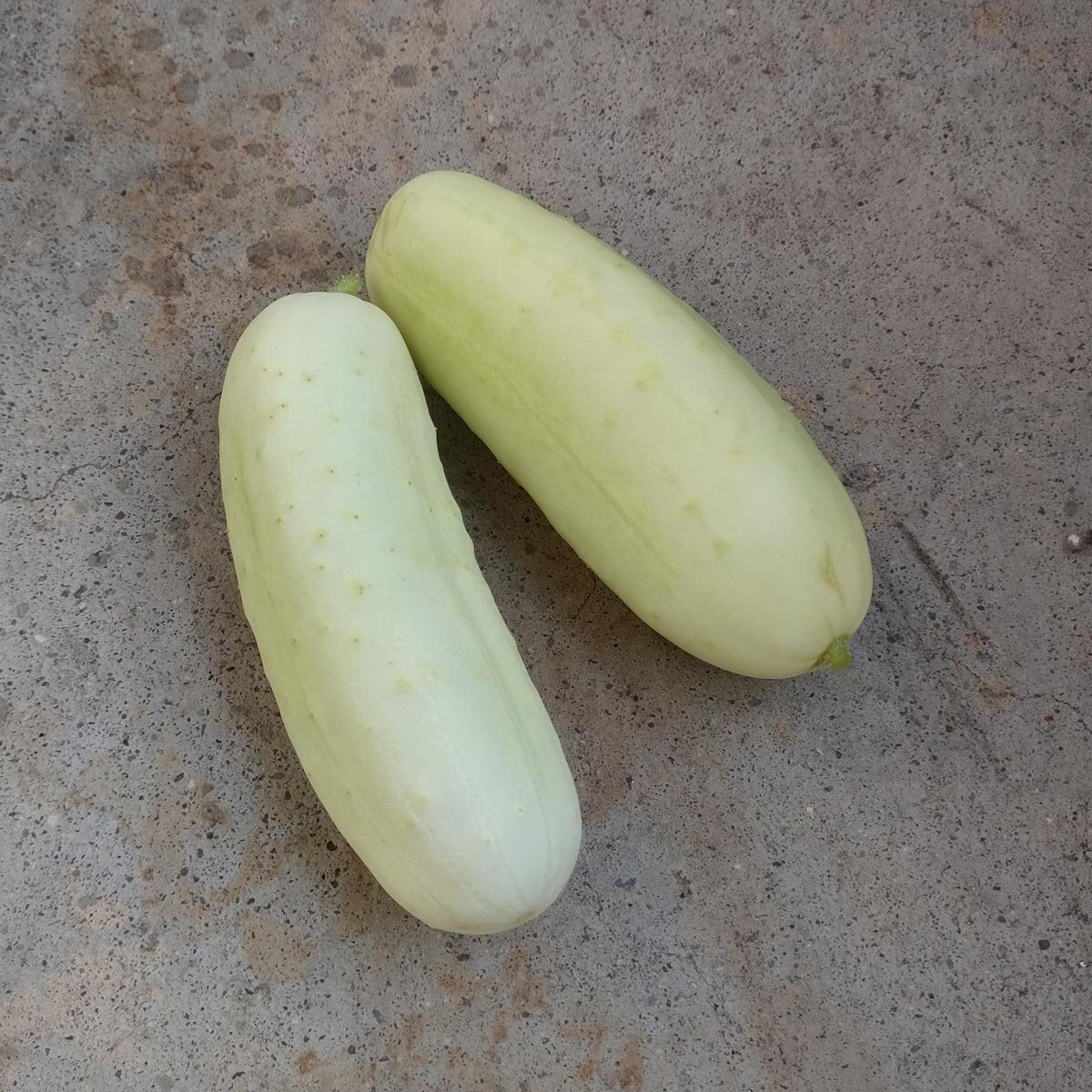 Weisse Gurke 'White Wonder' (Cucumis sativus) Samen