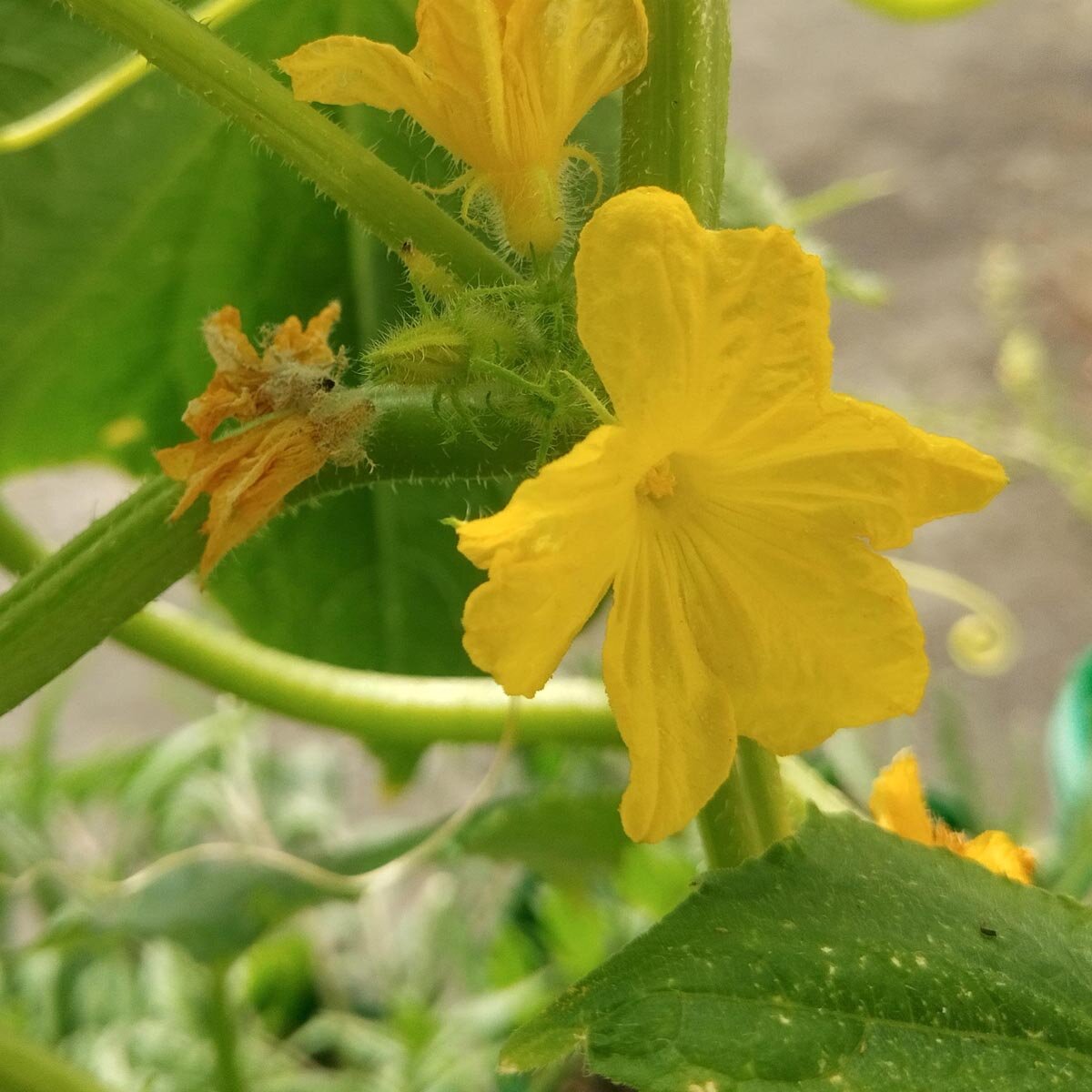 Weisse Gurke 'White Wonder' (Cucumis sativus) Samen