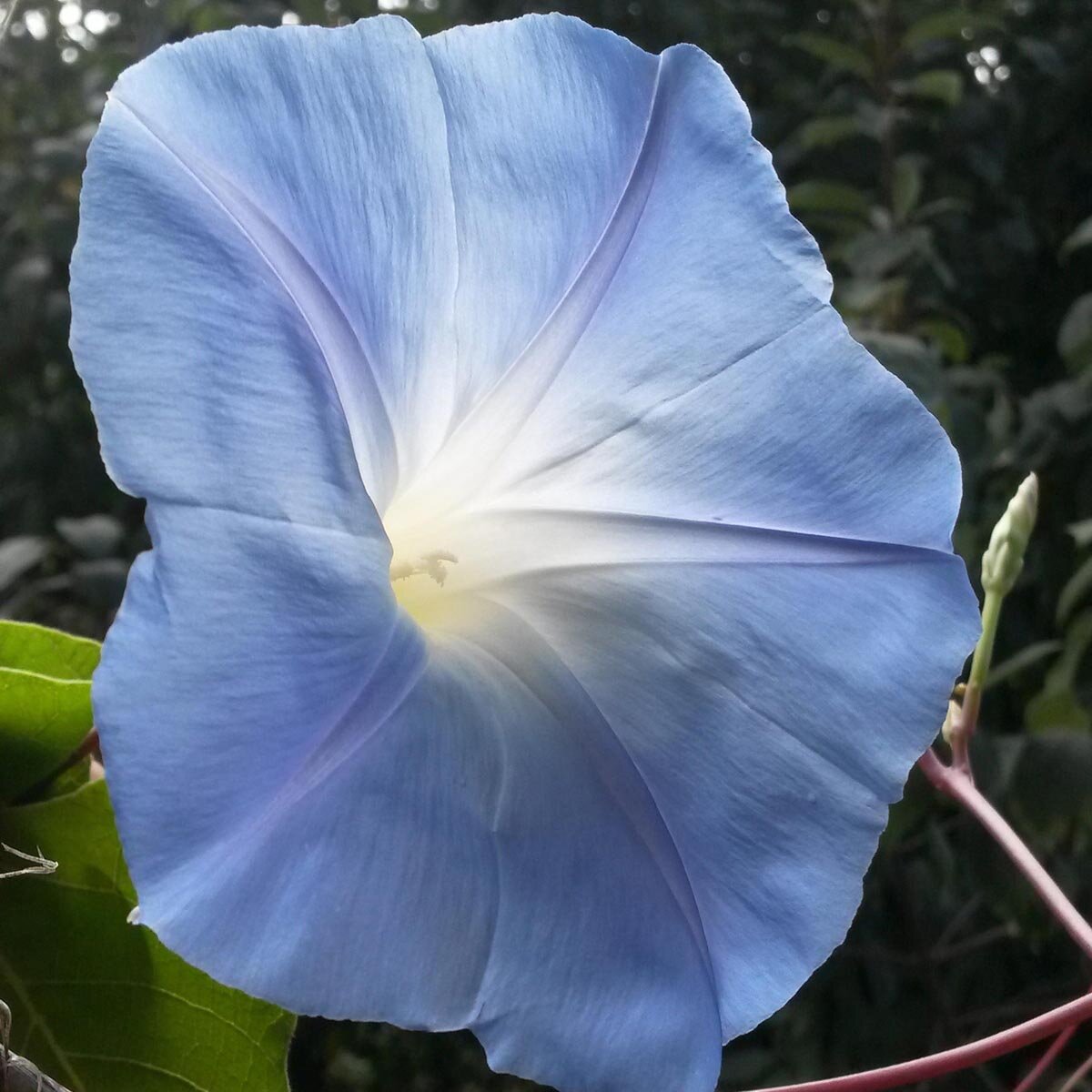 Trichterwinde 'Heavenly Blue' (Ipomoea tricolor) Samen