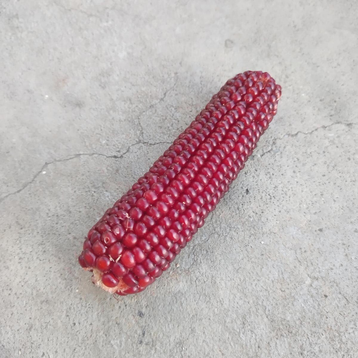 Roter Mais 'Joro' (Zea mays) Samen