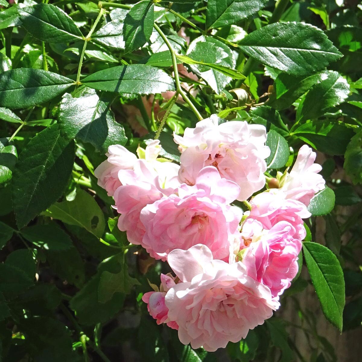 Garten-Rose 'Angel Wings' (Rosa chinensis) Samen