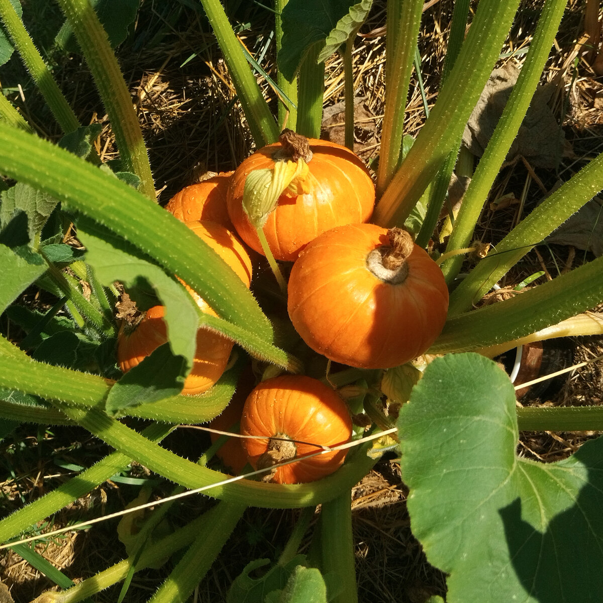 Kürbis 'Langer von Neapel' (Cucurbita moschata) Bio Saatgut