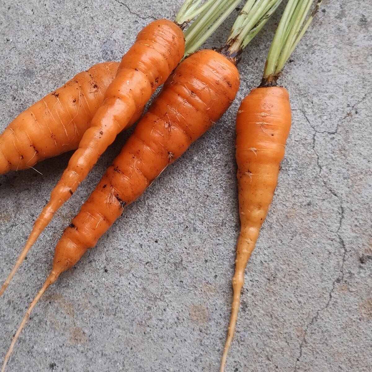 Frühe Karotte 'Pariser Markt' (Daucus carota) Samen