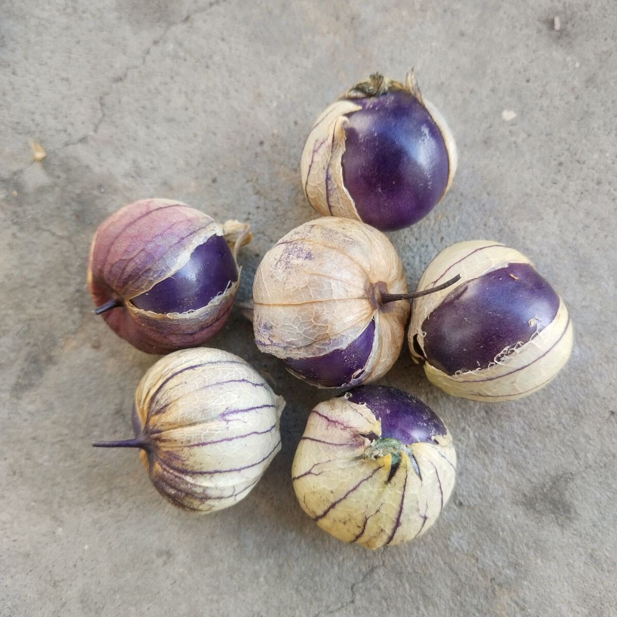 Tamarillo / Baumtomate (Solanum betaceum) Samen