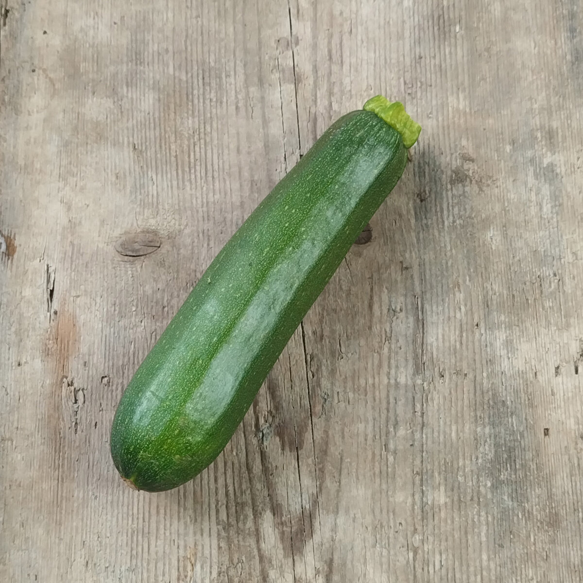 Zucchini 'Tromboncino d'Albenga' (Cucurbita moschata) Samen