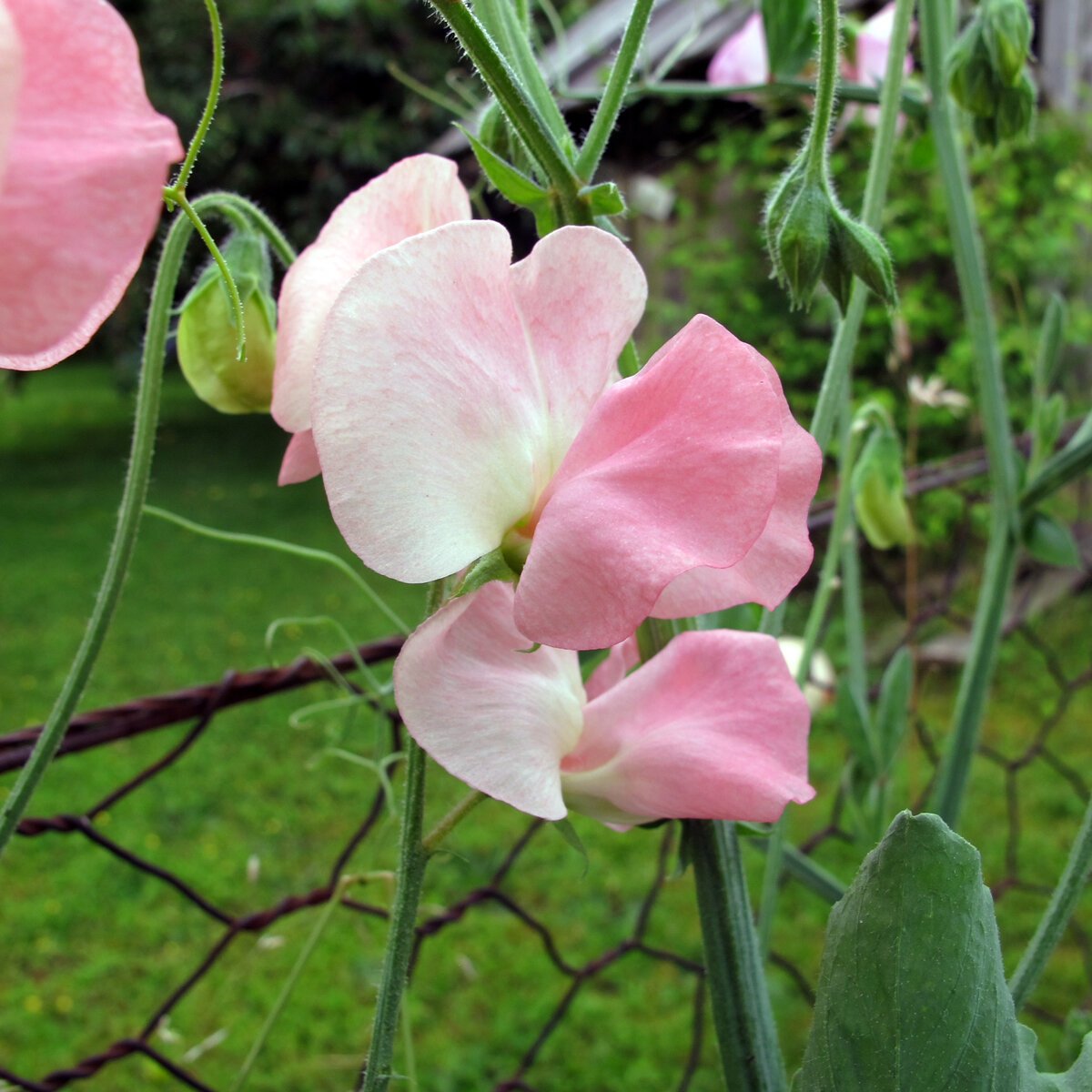 Zartrosa Duftwicke 'Mollie Rilstone' (Lathyrus odoratus) Samen