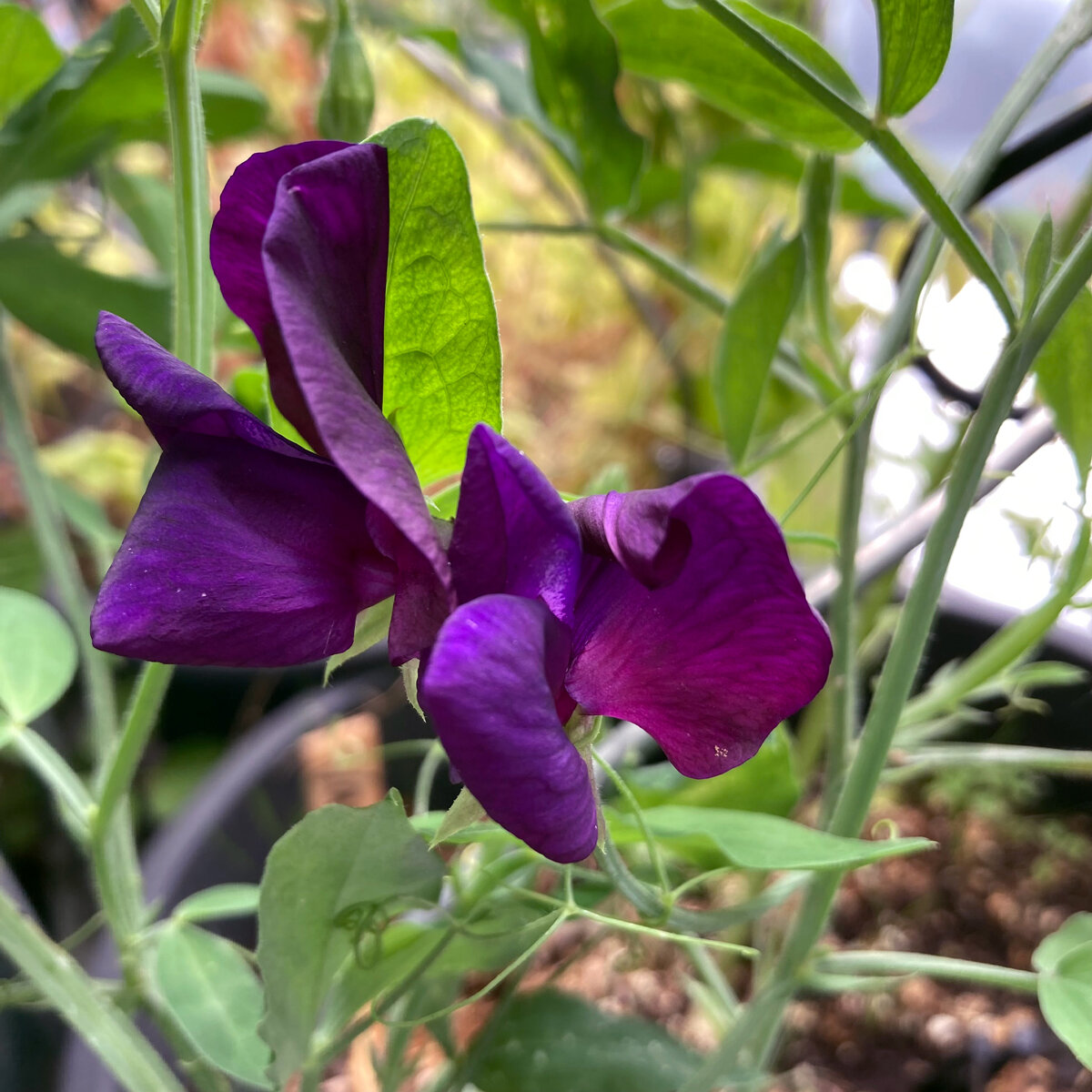 Blauviolette Duftwicke 'Lord Nelson' (Lathyrus odoratus) Samen