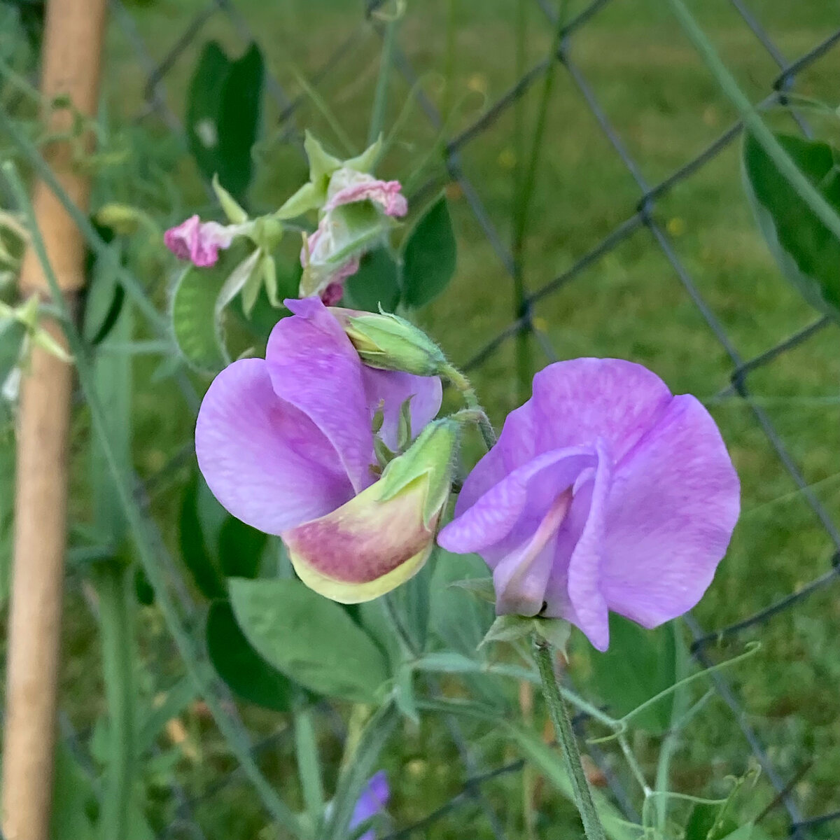 Lavendelblaue Duftwicke 'Lady Grisel Hamilton' (Lathyrus odoratus) Samen