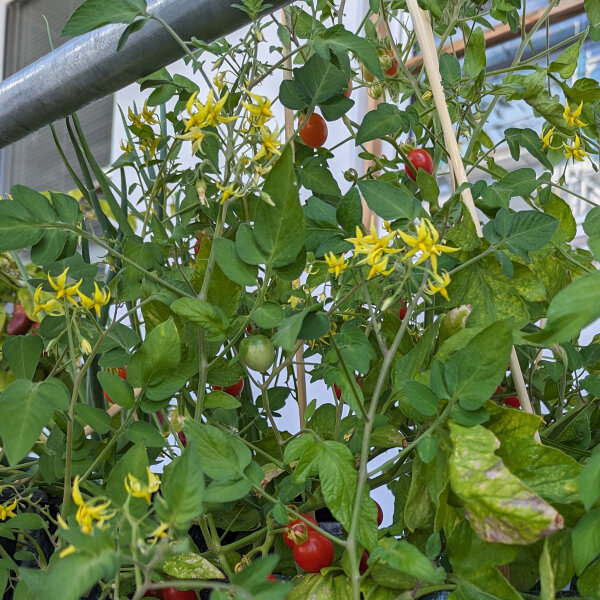 Wildtomate 'ABC Potato Leaf' (Solanum lycopersicum) Samen
