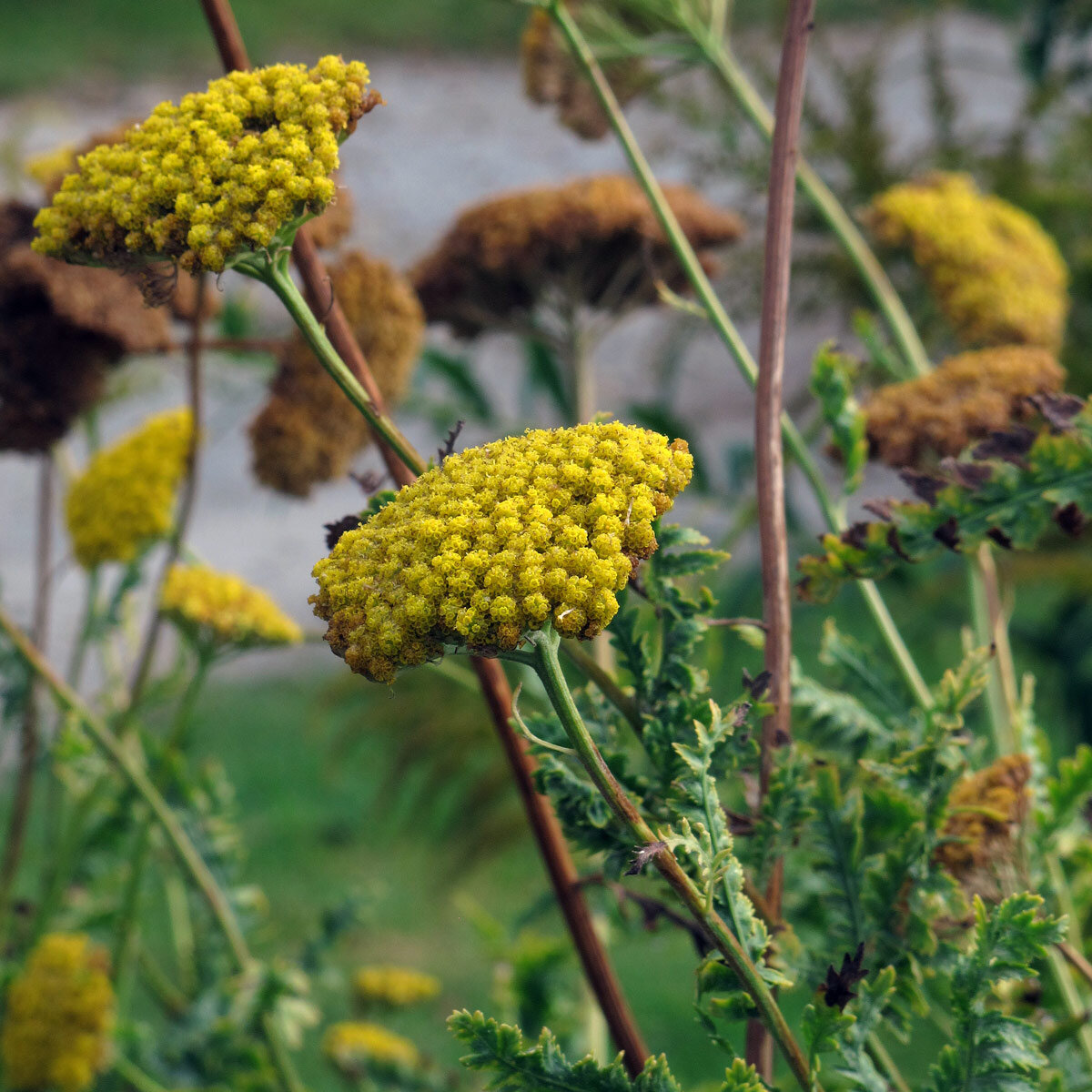Hohe Gold-Garbe 'Cloth of Gold' Samen