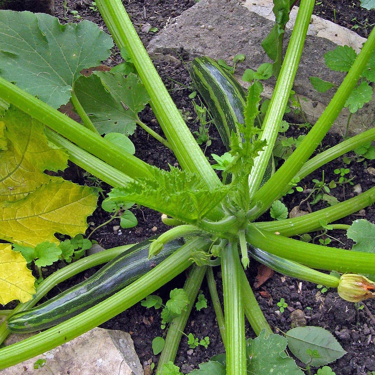 Zucchini 'Cocozelle di Tripolis' (Cucurbita pepo) Bio Saatgut