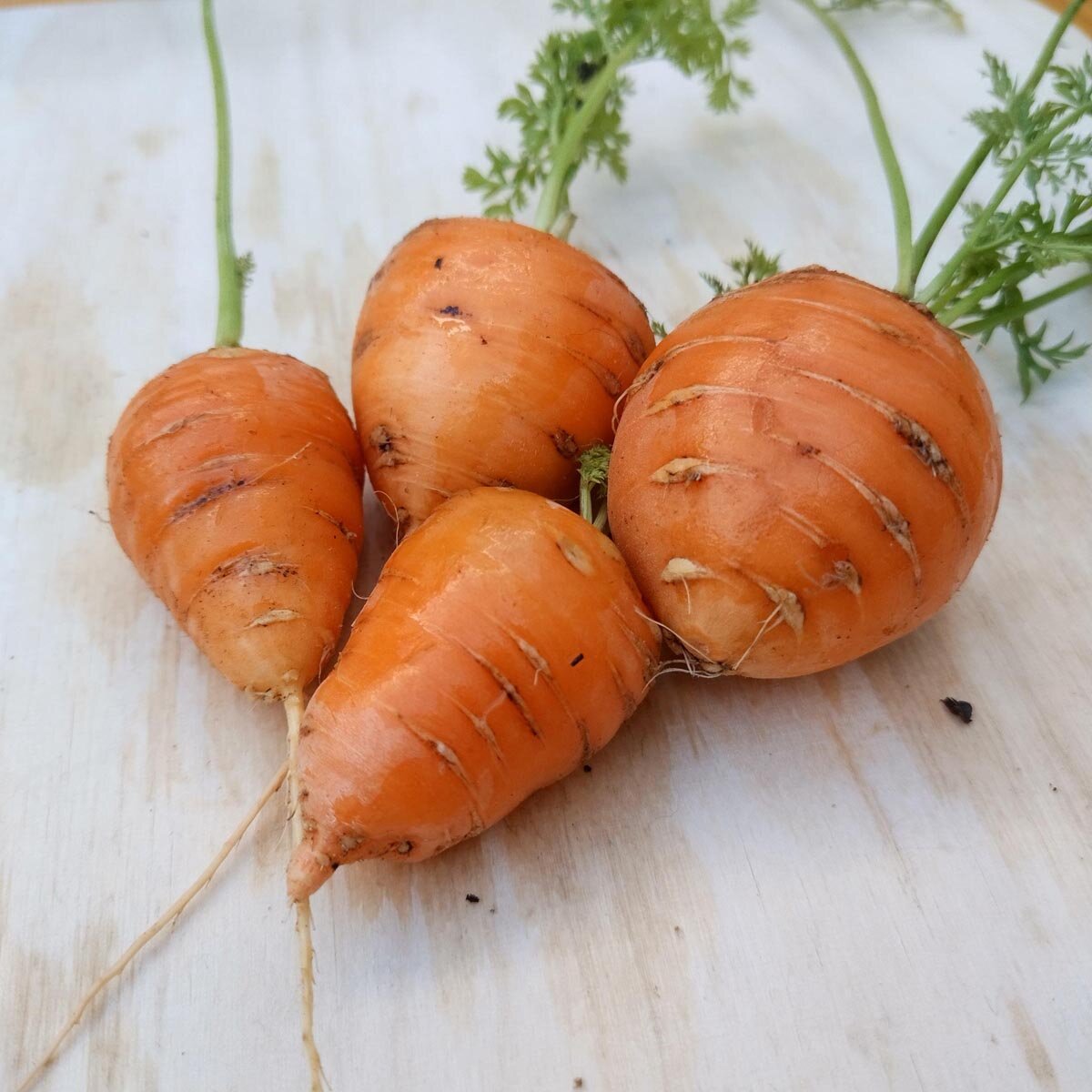 Ochsenherz Möhre 'Oxheart' (Daucus carota) Bio Saatgut