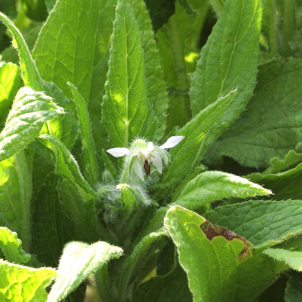 Weißer Borretsch 'Alba' (Borago officinalis) Bio Saatgut