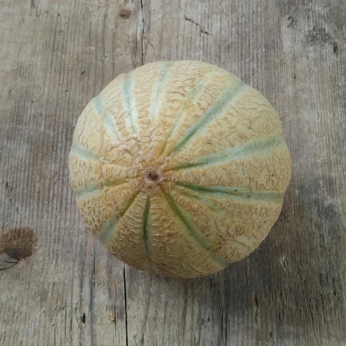 Cantaloupe Zuckermelone 'Retato Degli Ortolani' (Cucumis melo) Bio Saatgut