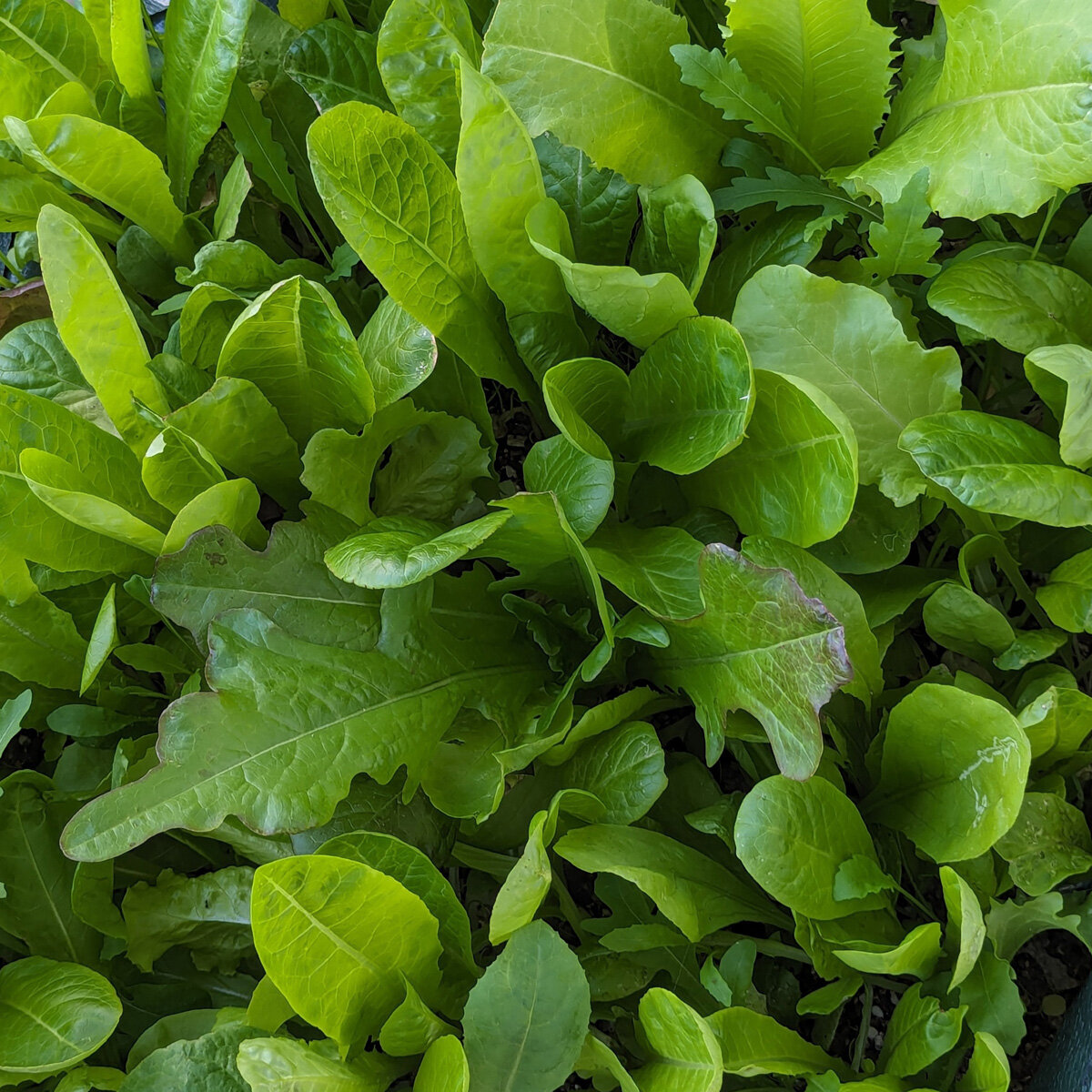 Misticanza-Blattsalat-Mischung (Lactuca sativa u.a.) Bio - ca. 500 Samen