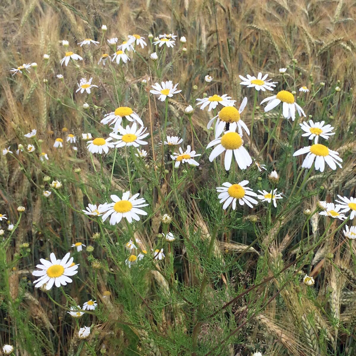 Magic Garden Seeds – Der Sämereien Versand für alte Sorten, Raritäten ...