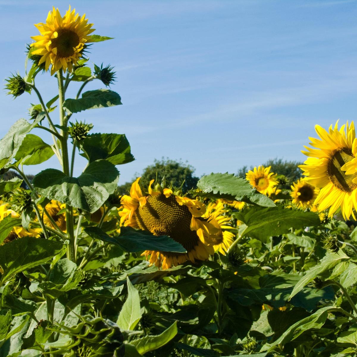 Sonnenblume 'Mittelgroßblumige Gelbe' (Helianthus annuus) Bio Saatgut