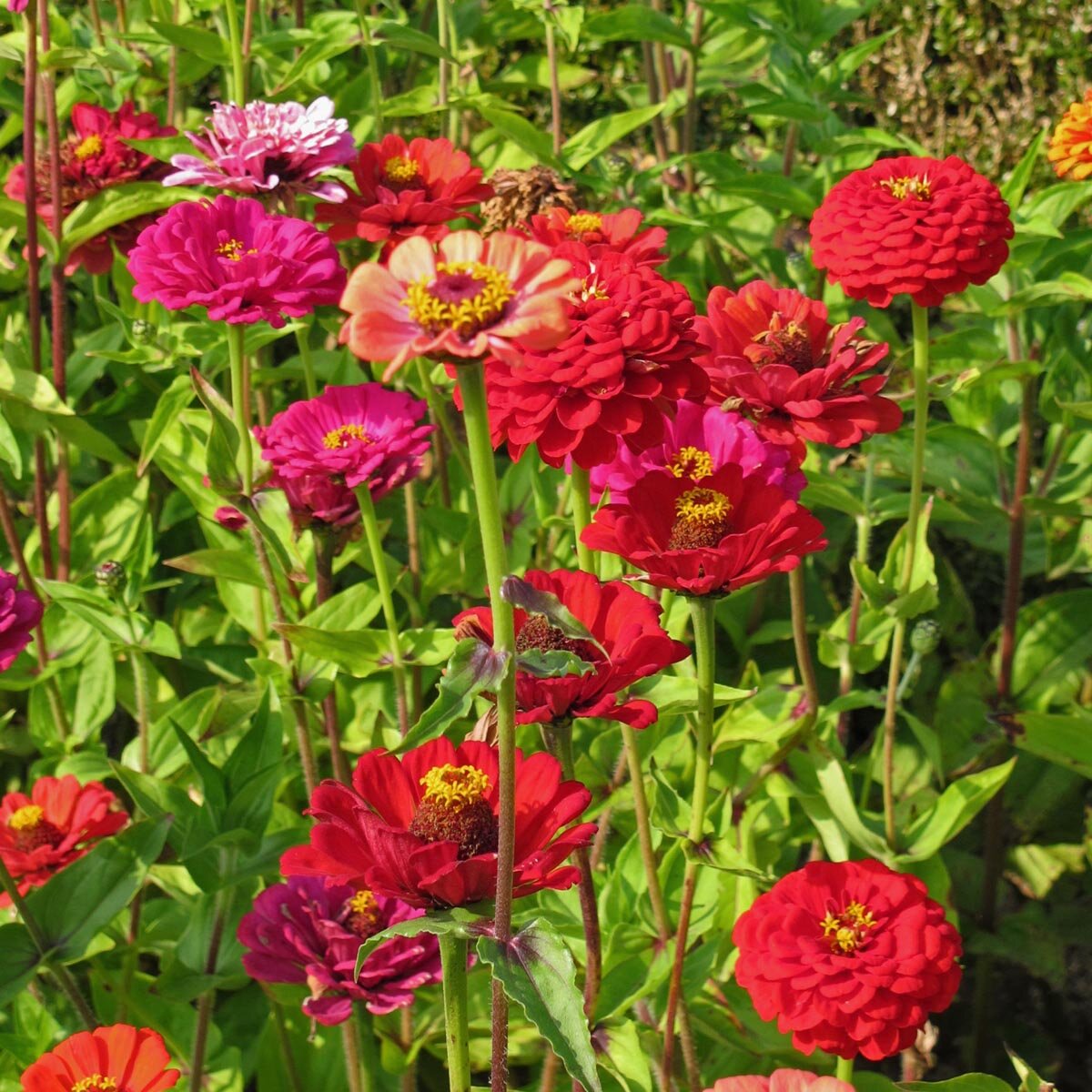 Niedrige Zinnie 'Dwarf Mix' (Zinnia elegans) Bio Saatgut