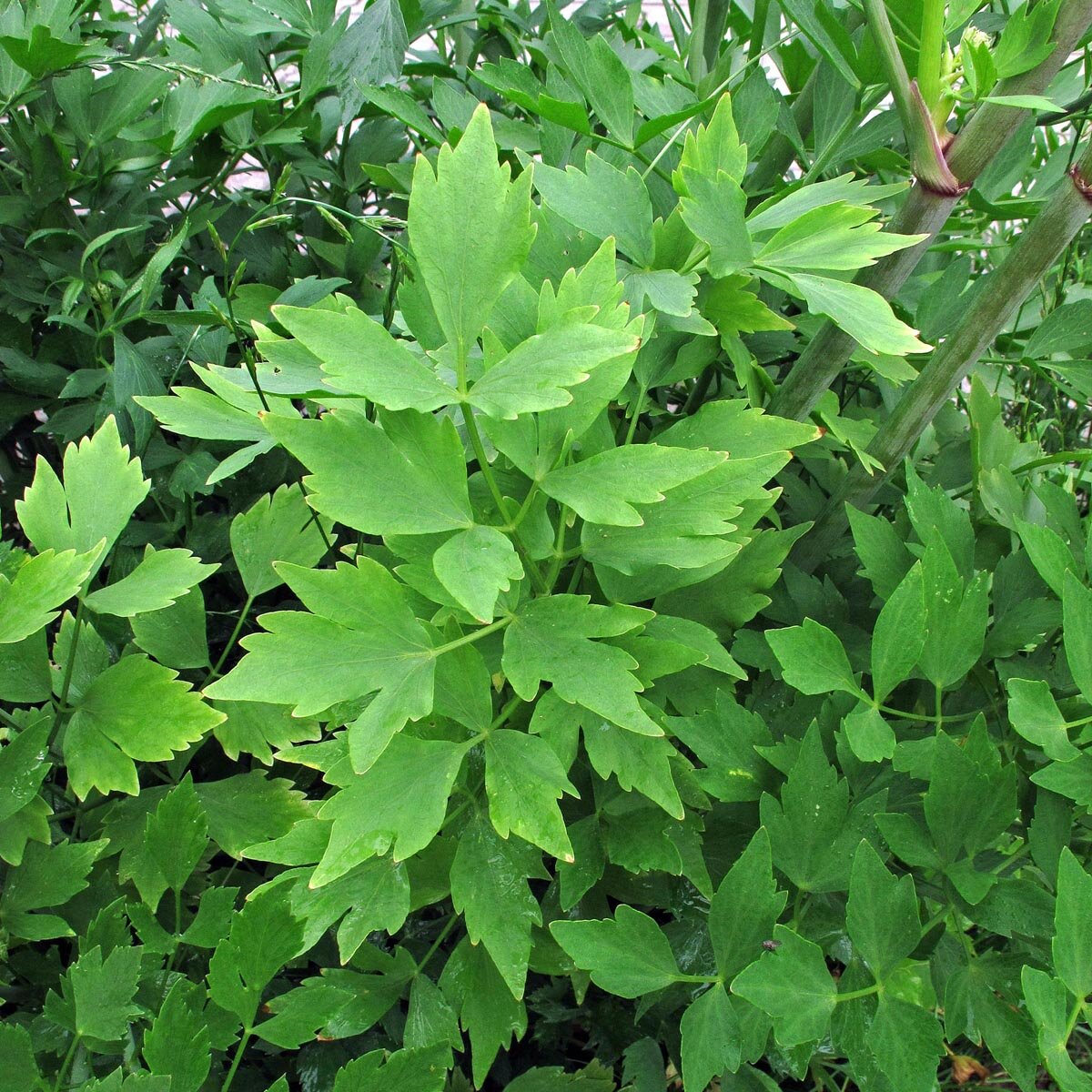 Liebstöckel (Levisticum officinale) Bio - ca. 100 Samen