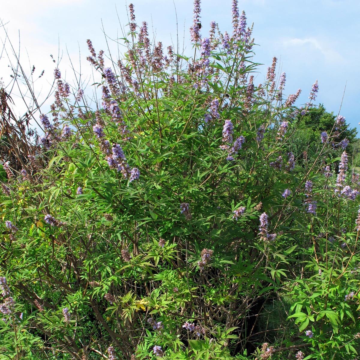 Mönchspfeffer (Vitex agnus-castus) Bio Saatgut
